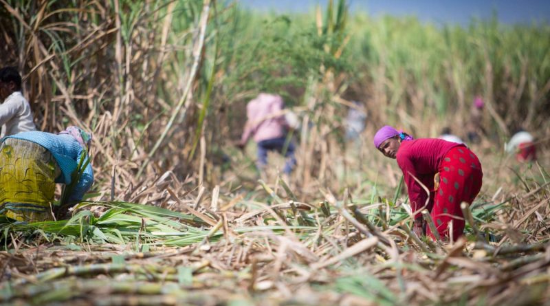 Pakistan Has Attained the Status of 5 Major Sugarcane Producing Country ...