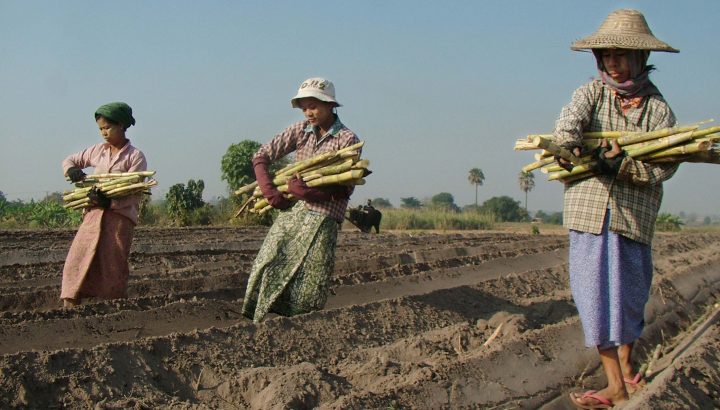 Myanmar To Forge Ahead With High Benefit From Global Sugar Market ...