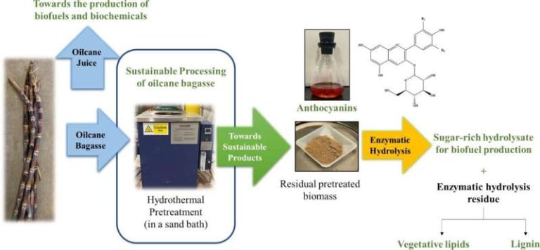 Bioprocessing Method Yields High-Value Products Alongside Biofuels ...
