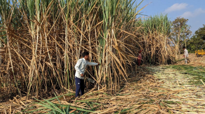 MSM Plans to Revive Sugar Cane Plantations in Malaysia - Sugar Asia ...